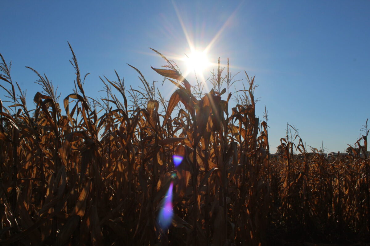 Corn Maze & Fall Farm in Ontario - Open Doors With Words -Travel ...
